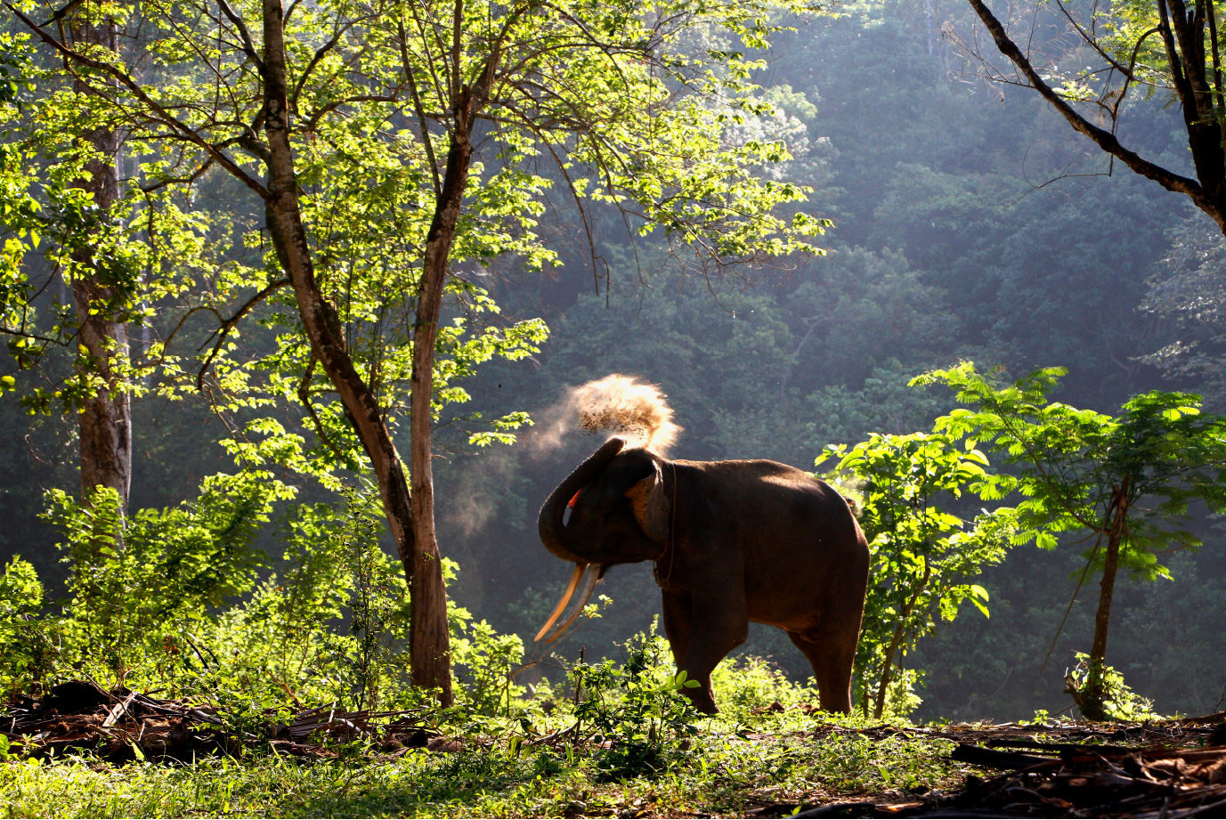 Forum Konservasi Gajah Indonesia | Fakta & Tantangan Konservasi Gajah ...