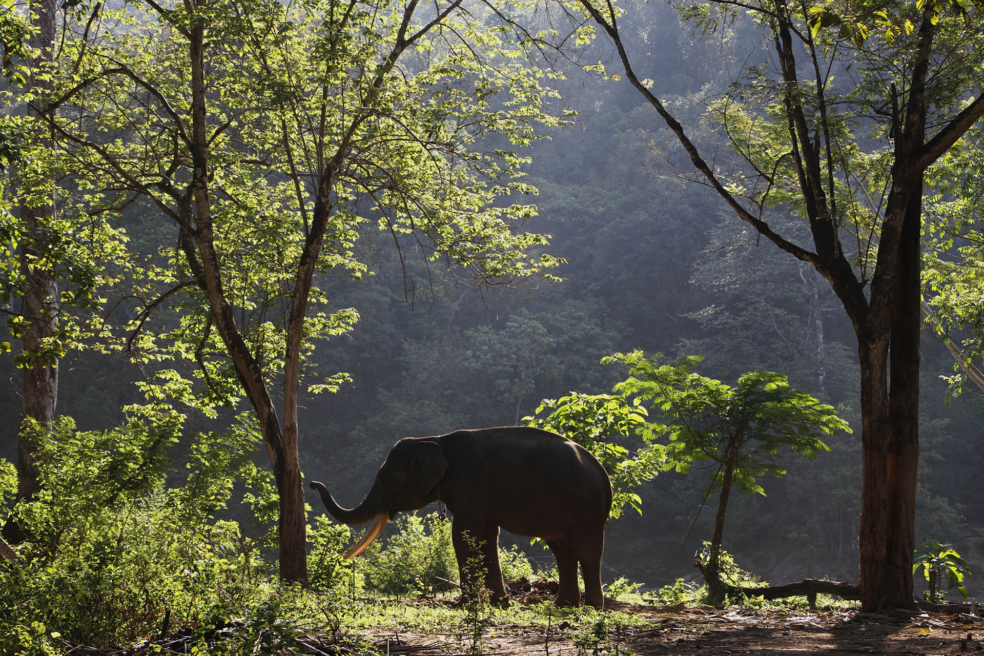 Forum Konservasi Gajah Indonesia | Untuk memaksimalkan kegiatan ...